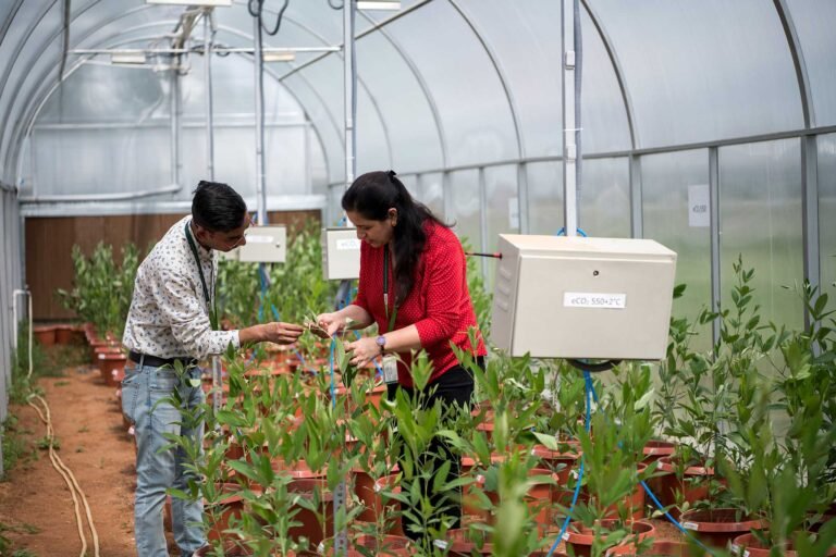 Adapting to Climate Change: Resilient Gardening Practices - Harris Gardens
