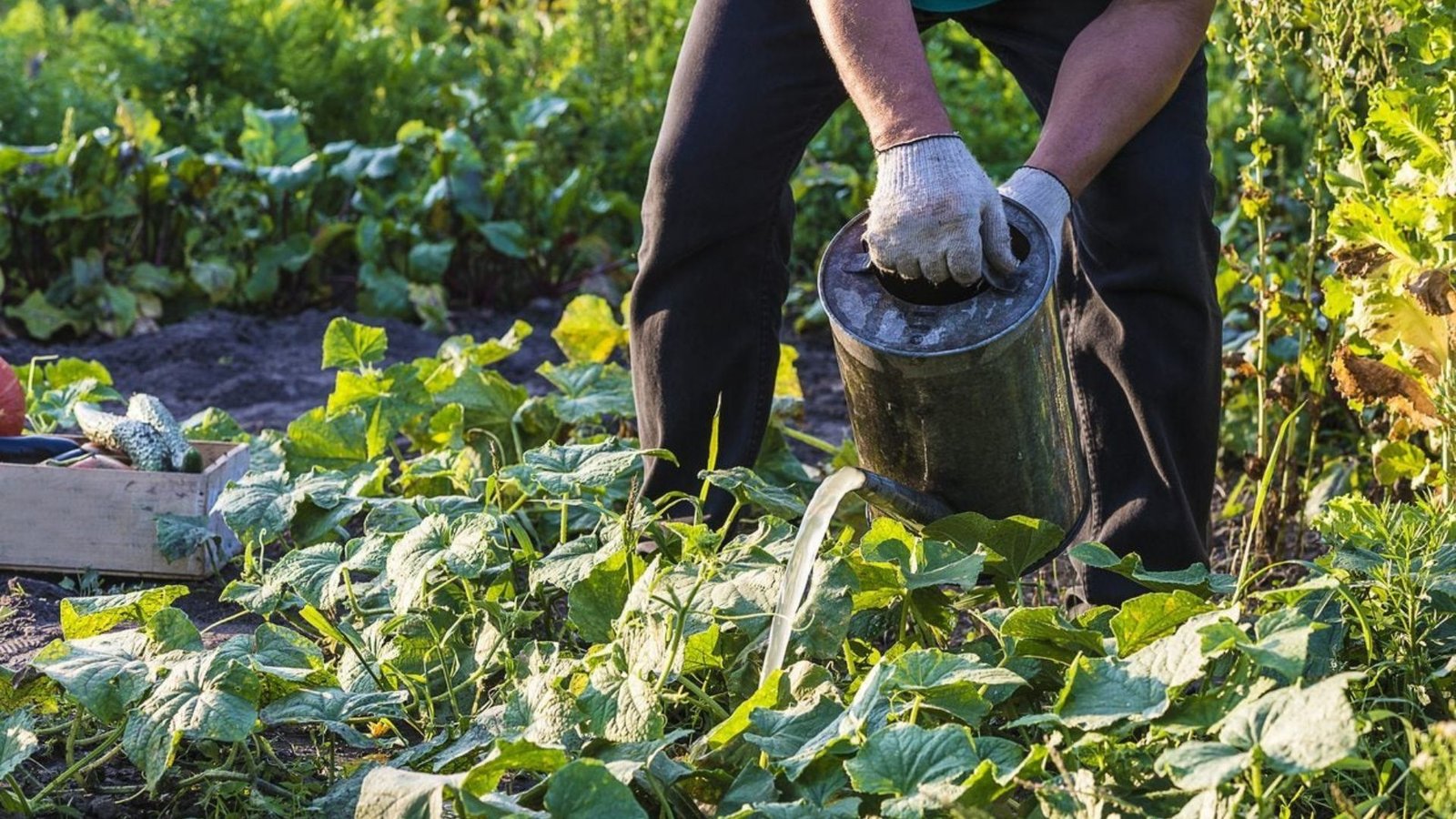 Benefits Of Compost Tea For Plants Harris Gardens
