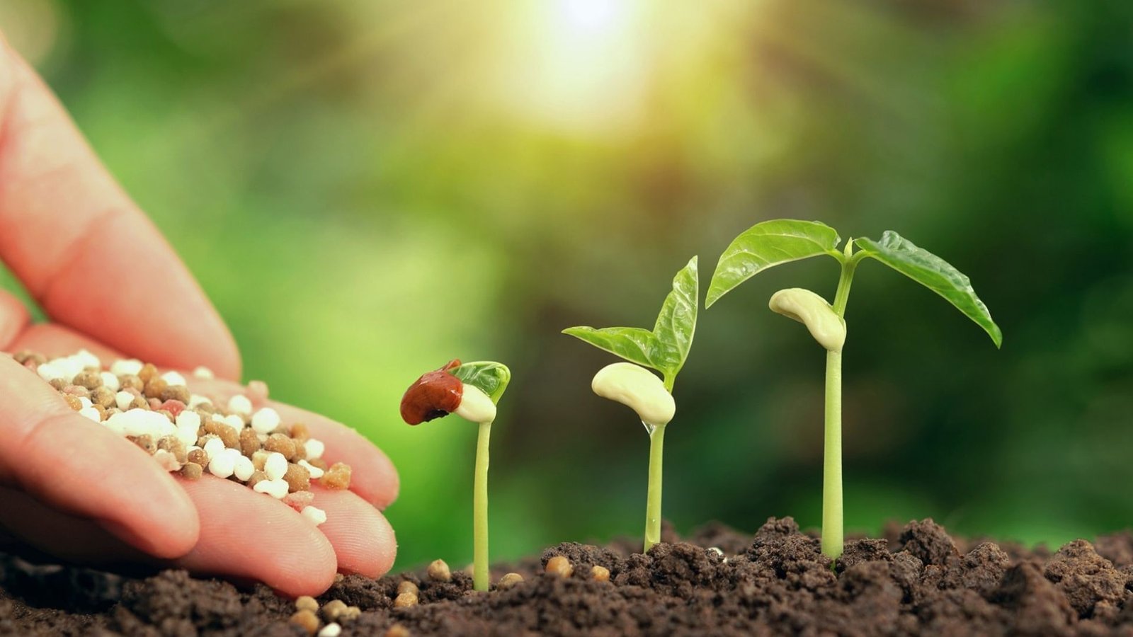 Benefits of Using Organic Fertilizers in Agriculture - Harris Gardens