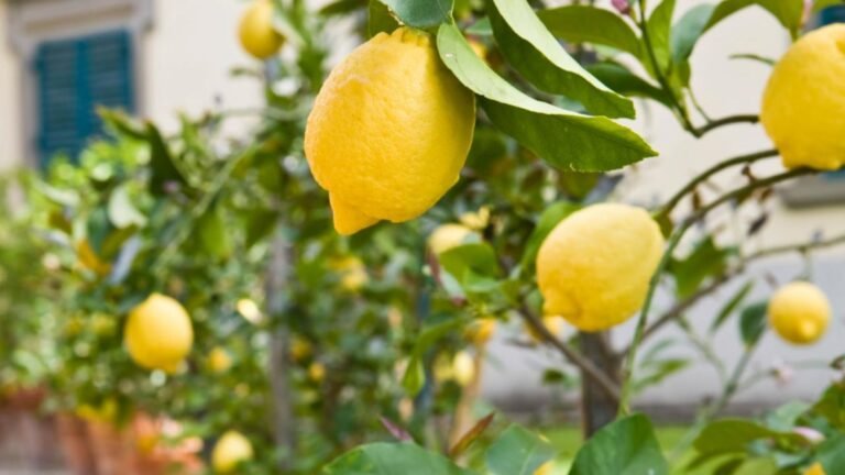 Best Organic Varieties of Citrus Trees - Harris Gardens