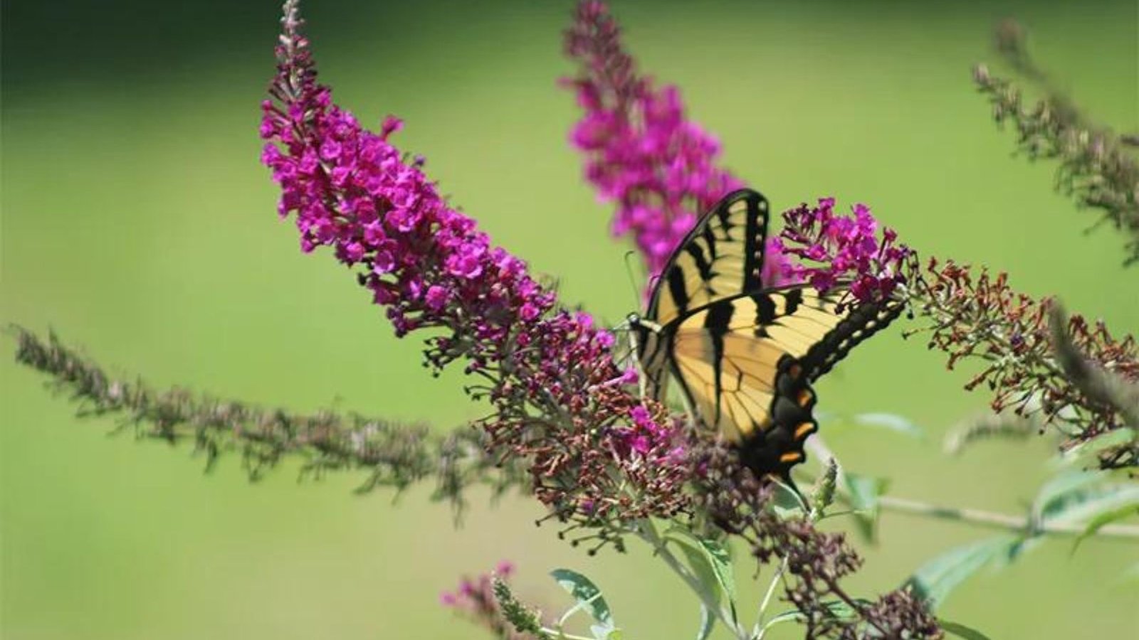 Butterfly Garden Plants: Nectar and Host Plants for Butterflies ...