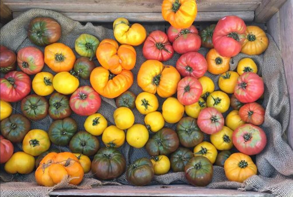Heritage Vegetable Varieties: Rediscovering Old Favorites - Harris Gardens