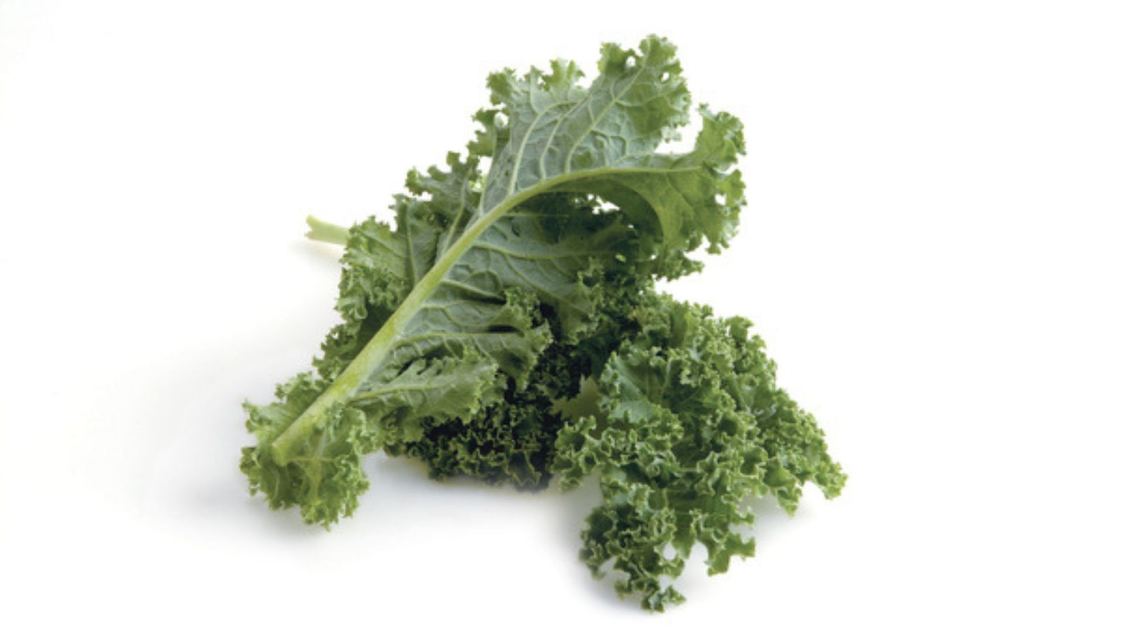 How to Grow Kale in Your Garden: A Step-by-Step Guide - Harris Gardens
