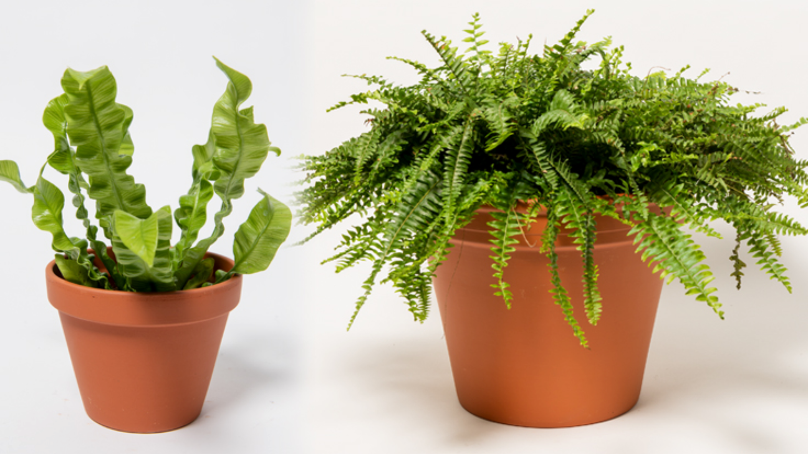 How to Grow and Care for Ferns: A Gardener’s Guide - Harris Gardens