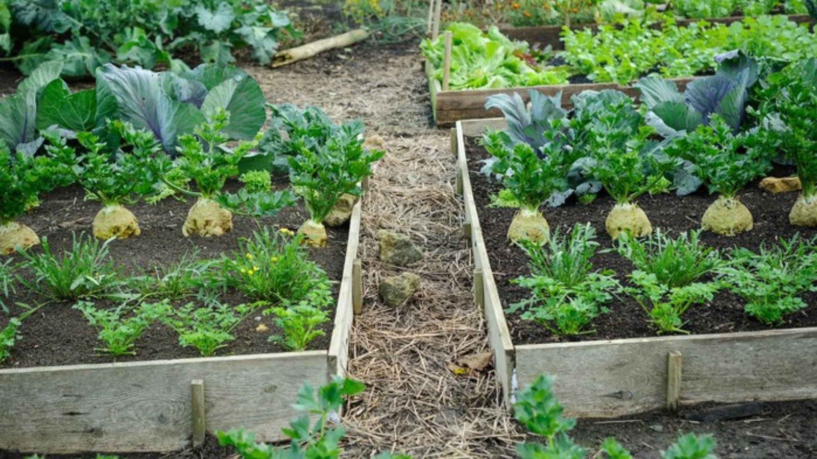 How to Implement No-Dig Gardening - Harris Gardens