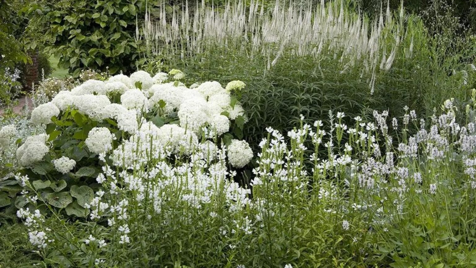 Tips for Creating a Moon Garden - Harris Gardens