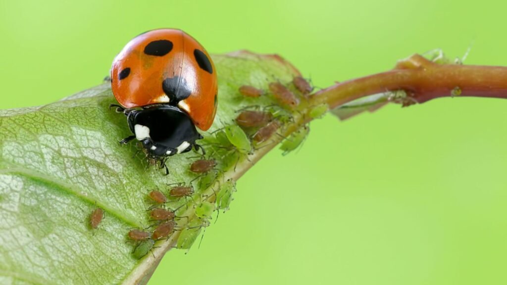 Top Tips for Attracting Beneficial Insects to Your Garden - Harris Gardens